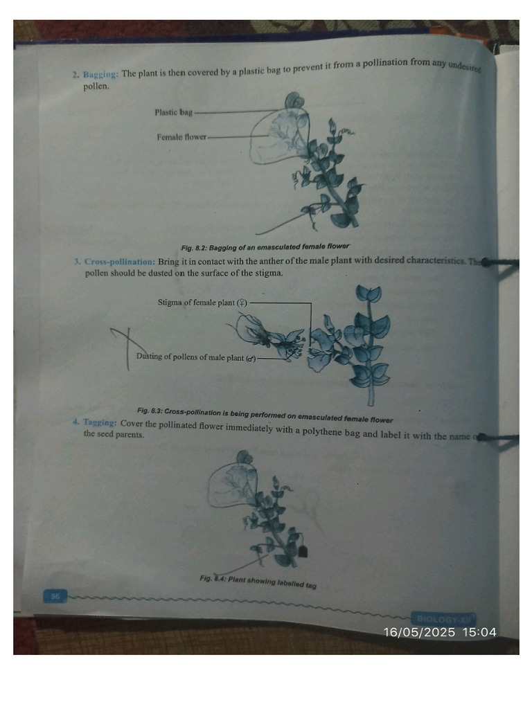 PDF Biology File Diagram | PDF