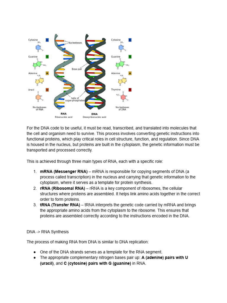 DNA Replication Notes | PDF
