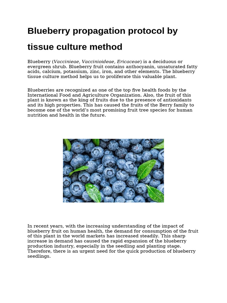 Blueberry Tissue Culture Protocol | PDF | Magnesium | Sodium