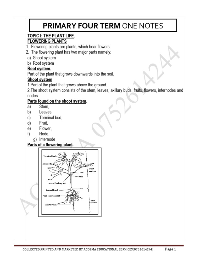 Primary Four Science 2019 | PDF | Seed | Mulch