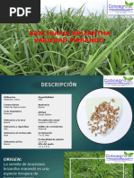 Características del Pasto Marandú | PDF | Fertilizante | Suelo