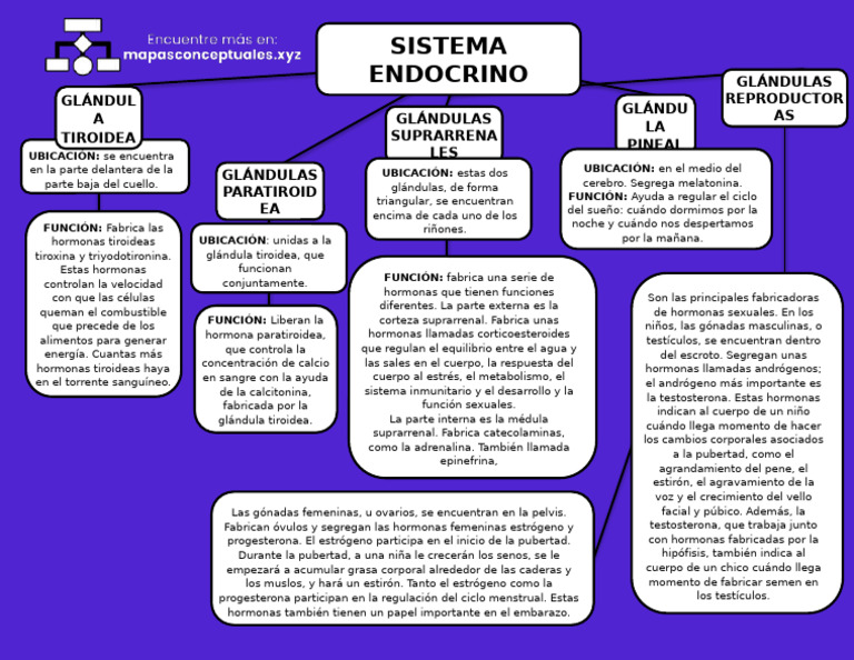 Mapa Conceptual Del Sistema Endocrino | PDF | Hormona | Tiroides