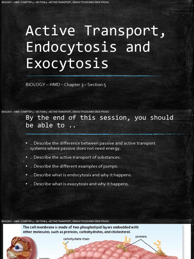 3.5 - Active Transport, Endocytosis and Exocytosis | PDF | Cell ...