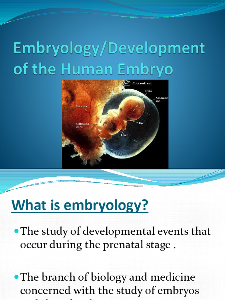 Class Presentation Embryology: Development of The Human Embryo | PDF ...