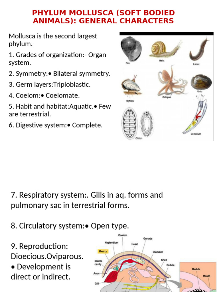 Mollusca: Reproduction and Development | PDF | Mollusca | Zoology