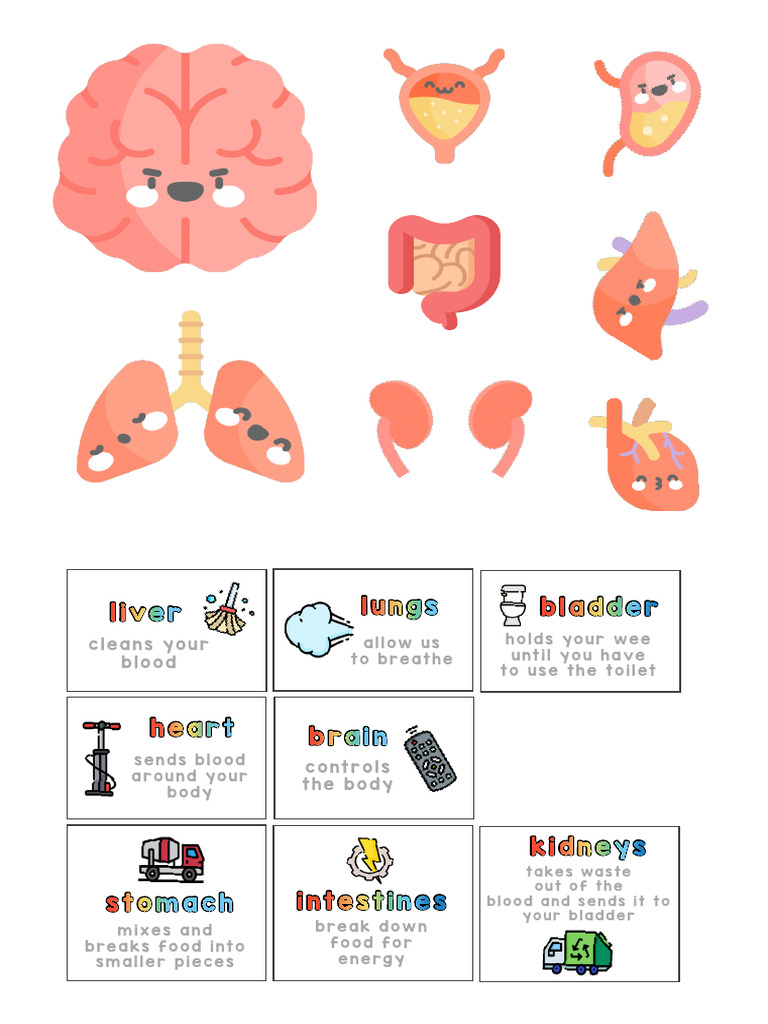 Human Body Organs - Organs and Labels | PDF