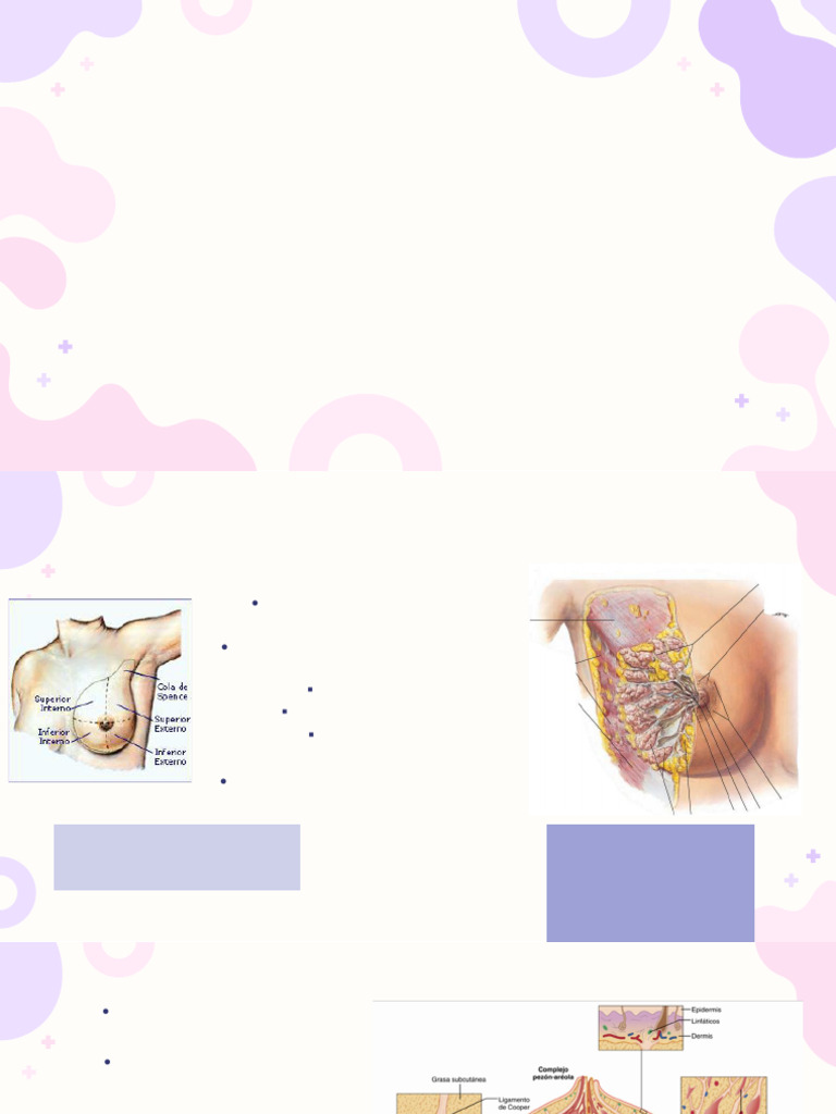 Mamas | PDF | Pecho | Órgano (anatomía)