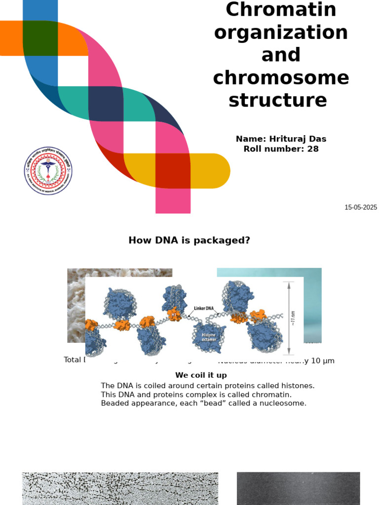 Chromatin Organization and Chromosome Structure | PDF | Histone | Chromatin