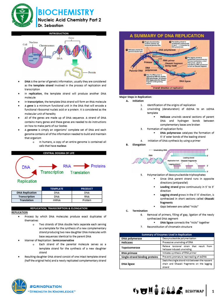 Nucleic Acid Chemistry: DNA & RNA Processes | PDF | Dna Replication | Dna