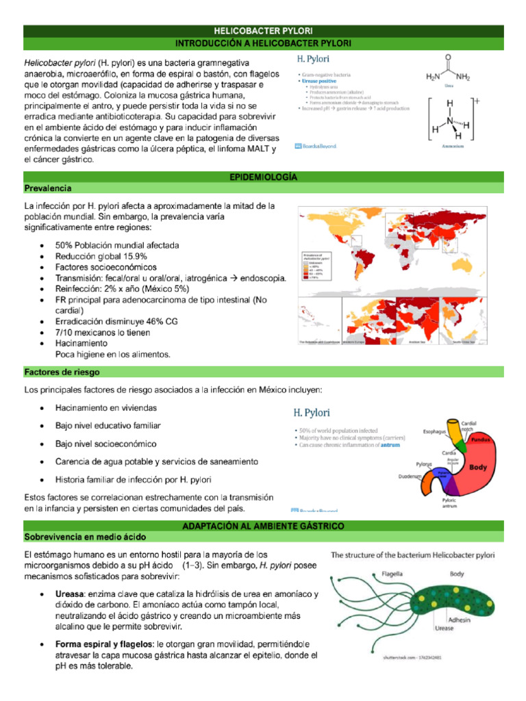 Helicobacter Pylori | PDF
