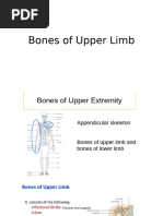 Upper Limb Bones Labeling Guide | PDF | Musculoskeletal System | Human ...