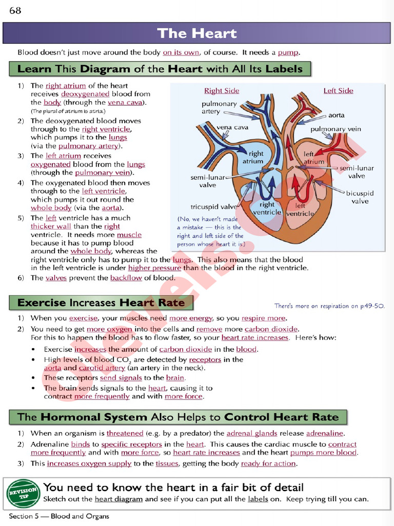 08f494ea-revision-notes-5_blood-and-organsp5 | PDF