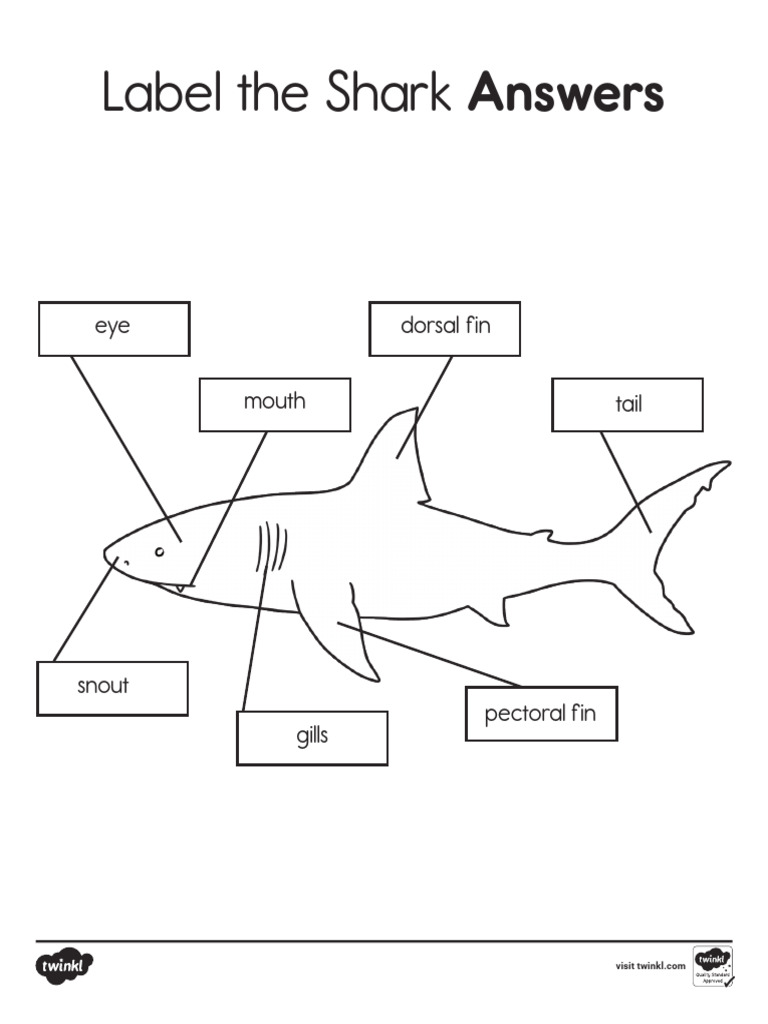 Answers Label The Shark Differentiated Activity | PDF