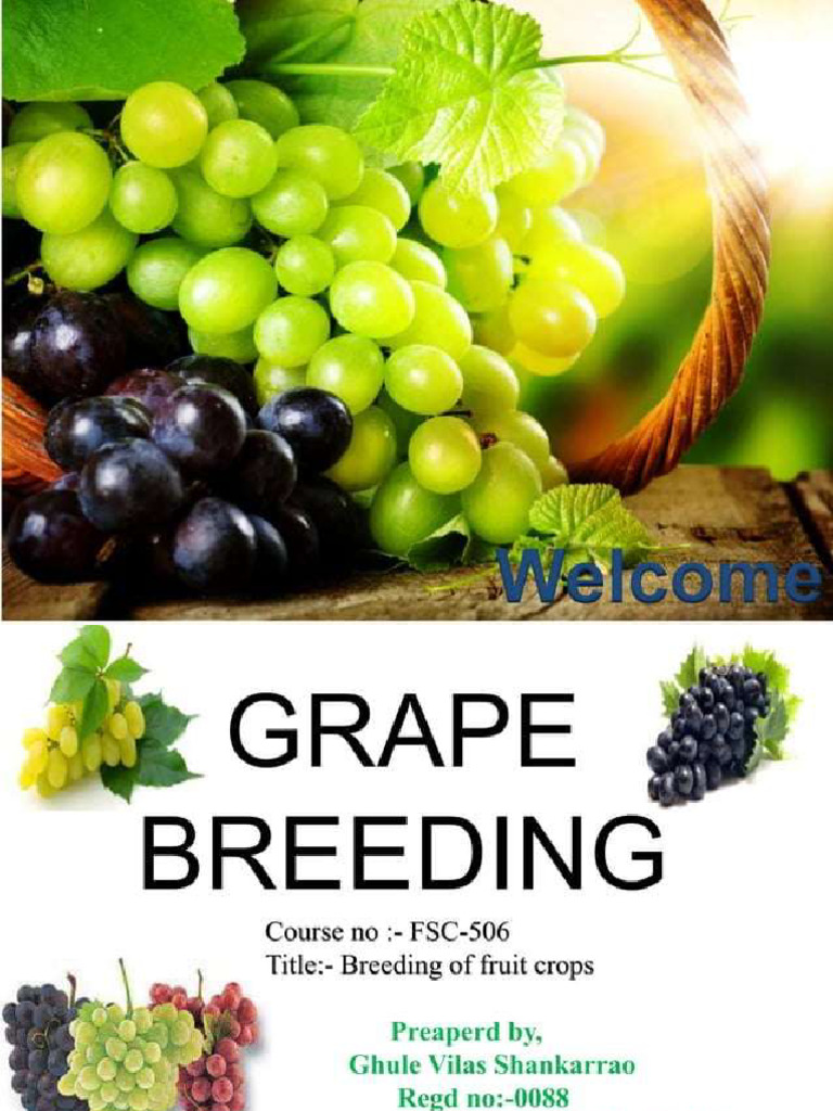 Grapes Breeding | PDF