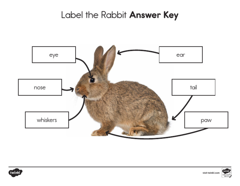Answer Key Kindergarten Label The Rabbit Activity | PDF