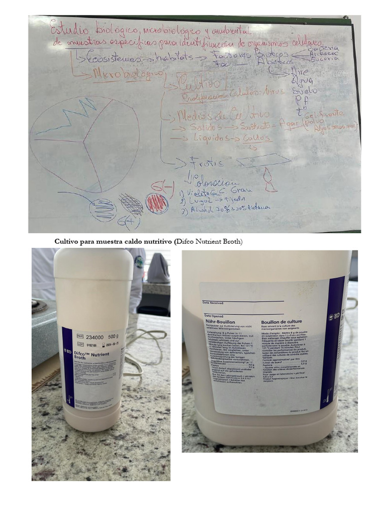 Caldo Nutritivo y Frotis (Agar) | PDF