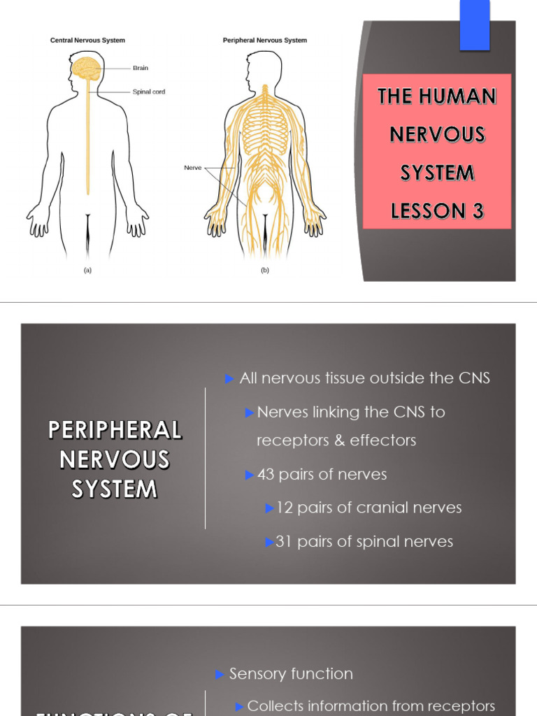 Lesson 3 - The Human Nervous System - The Peripheral Nervous System | PDF
