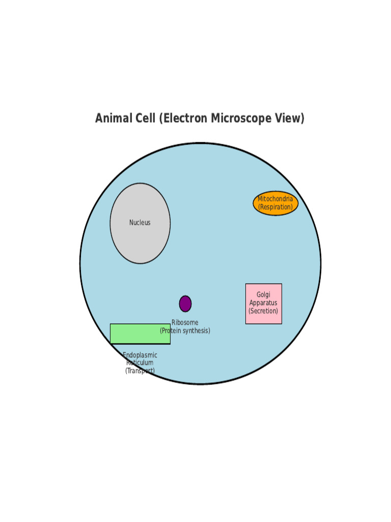 Animal Cell Diagram | PDF