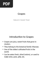 The Largest Bunch of Grapes | PDF | Vitis | Grape