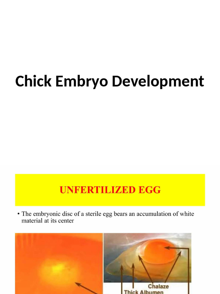 Embryo Chicken Development and Embryo Presentation | PDF