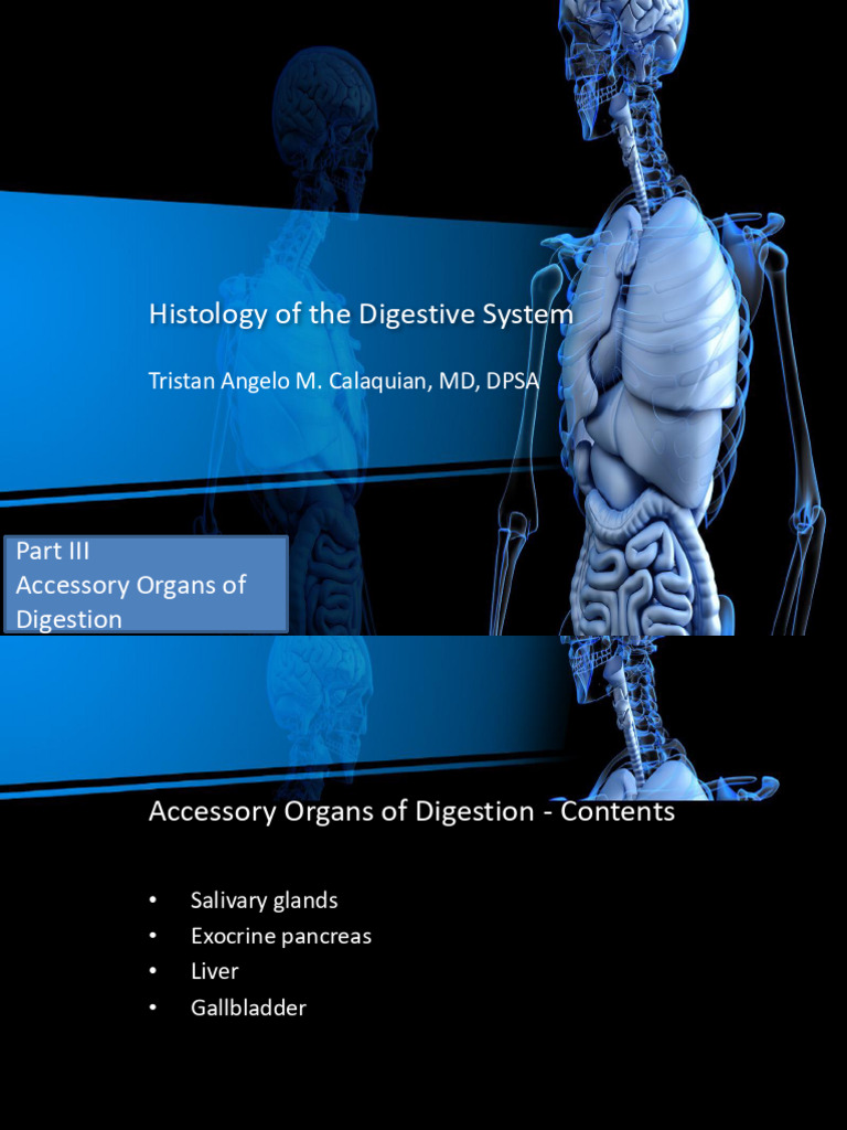 Accessory Organs of Digestion Overview | PDF | Pancreas | Liver