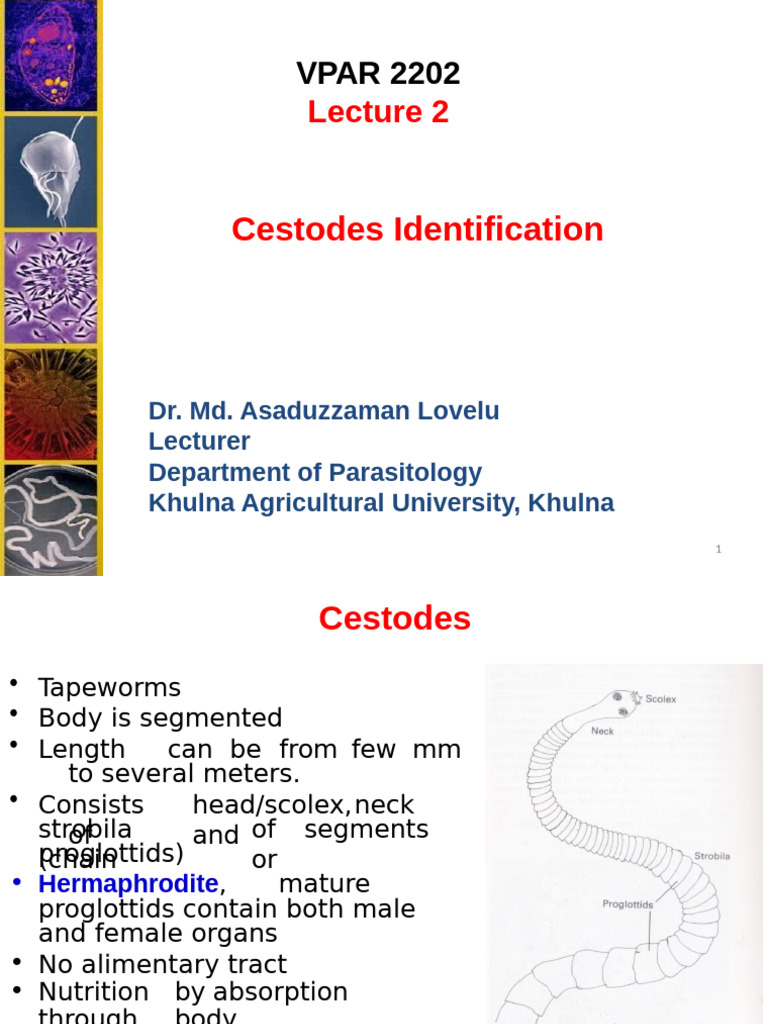 Lecture 2 (Cestode Metacestode) | PDF | Protostomes