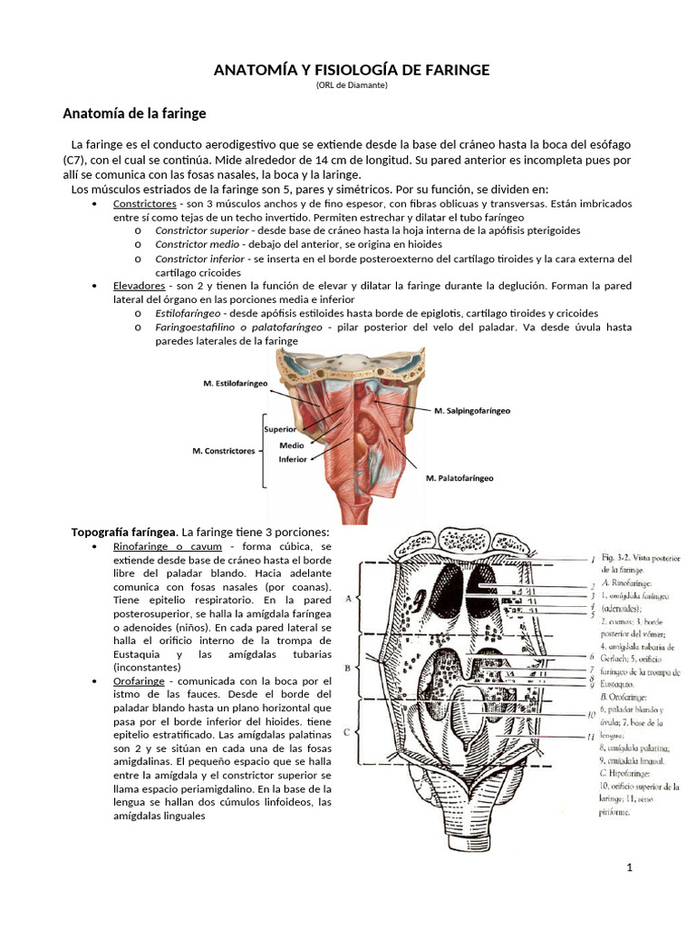 Anatomía y Fisiología de la Faringe | PDF | Otorrinolaringología ...