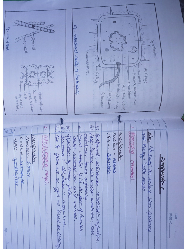 Biology Practical Work | PDF