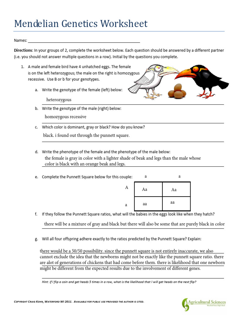 Mendelian Genetics Punnett Square Worksheet | PDF | Dominance (Genetics ...