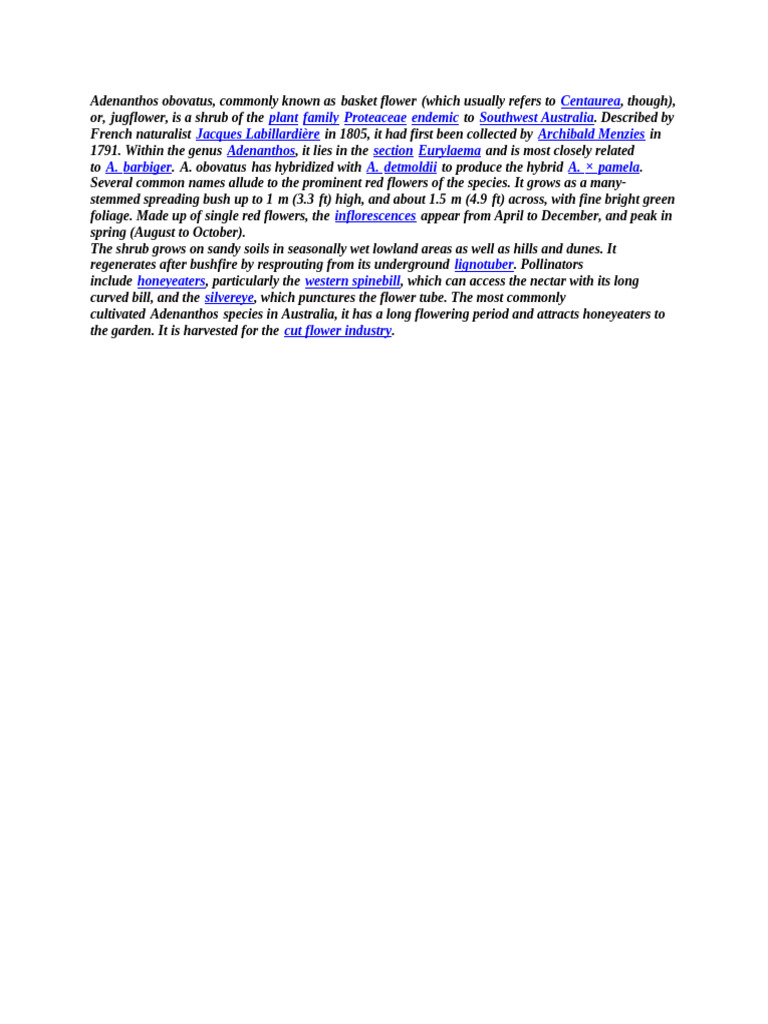 Adenanthos Obovatus | PDF