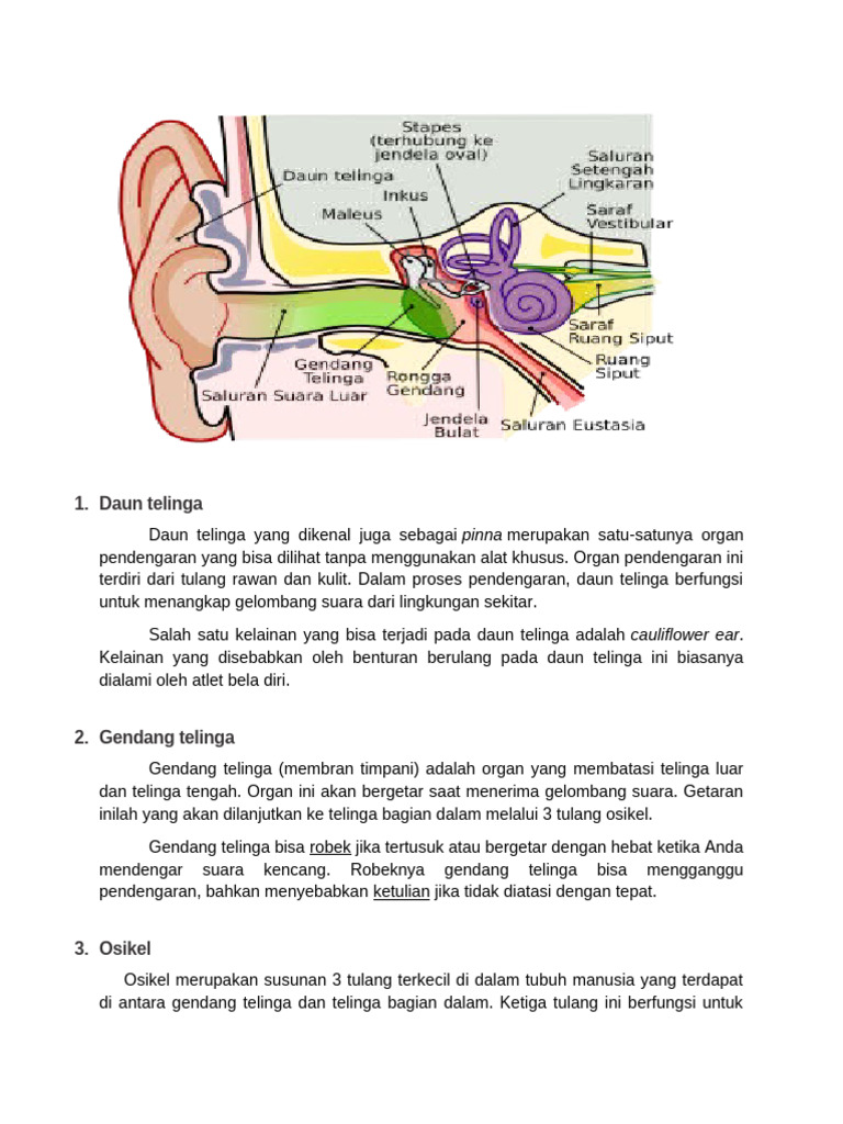 Fungsi dan Struktur Organ Telinga | PDF