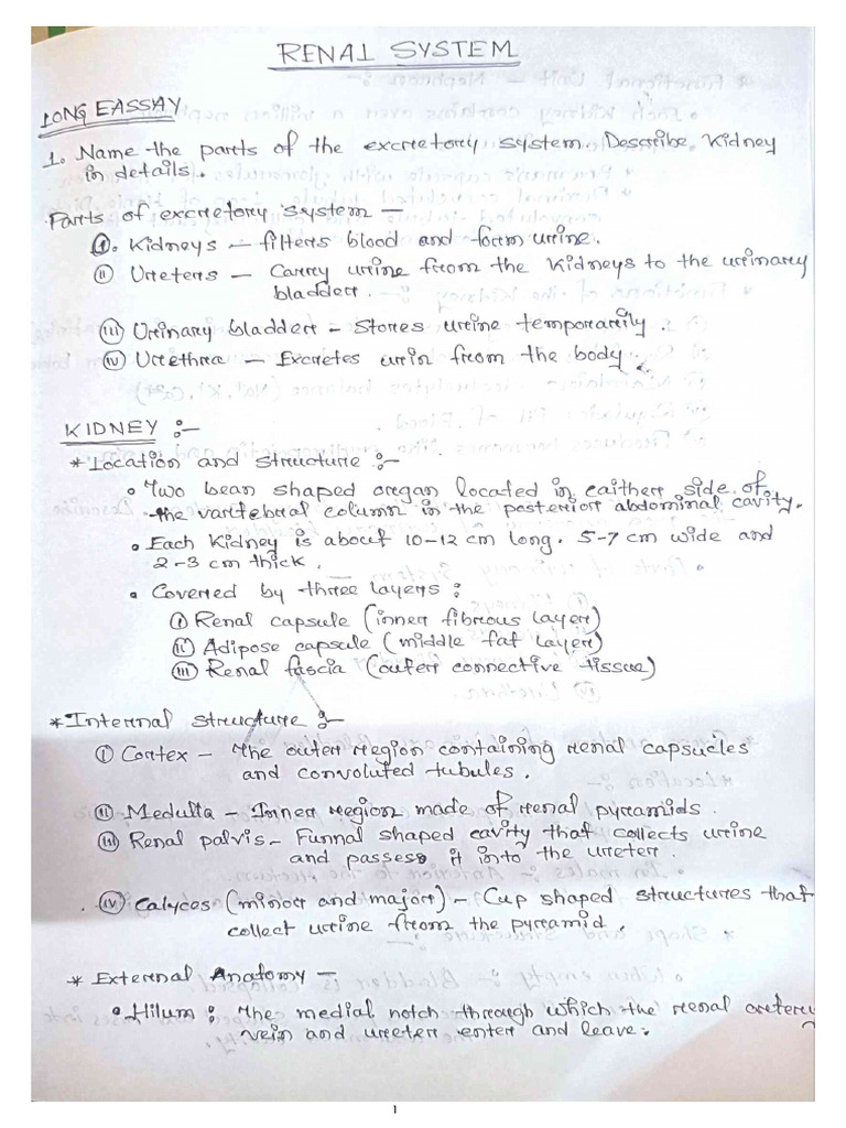 Renal System - Mohibul Islam | PDF