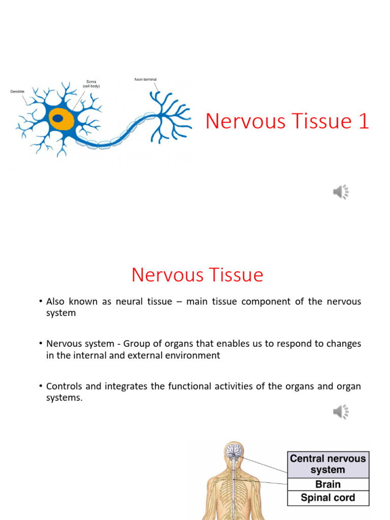 Nervous System Part 1 Students | PDF | Nervous System | Neuron