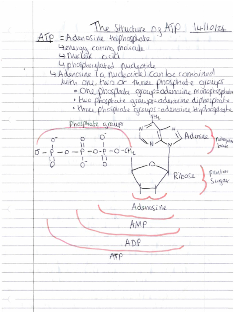 ATP Structure | PDF