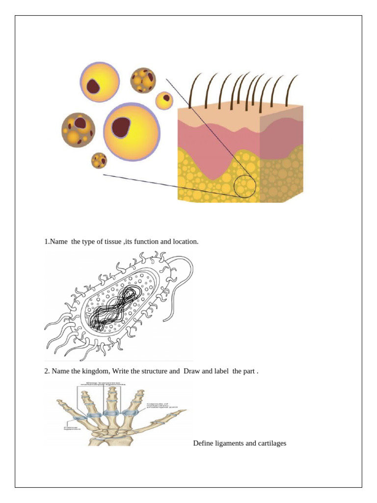 Picture Based Questions | PDF