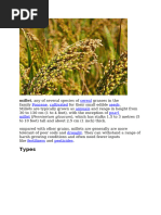 Millets: Names Across Languages | PDF