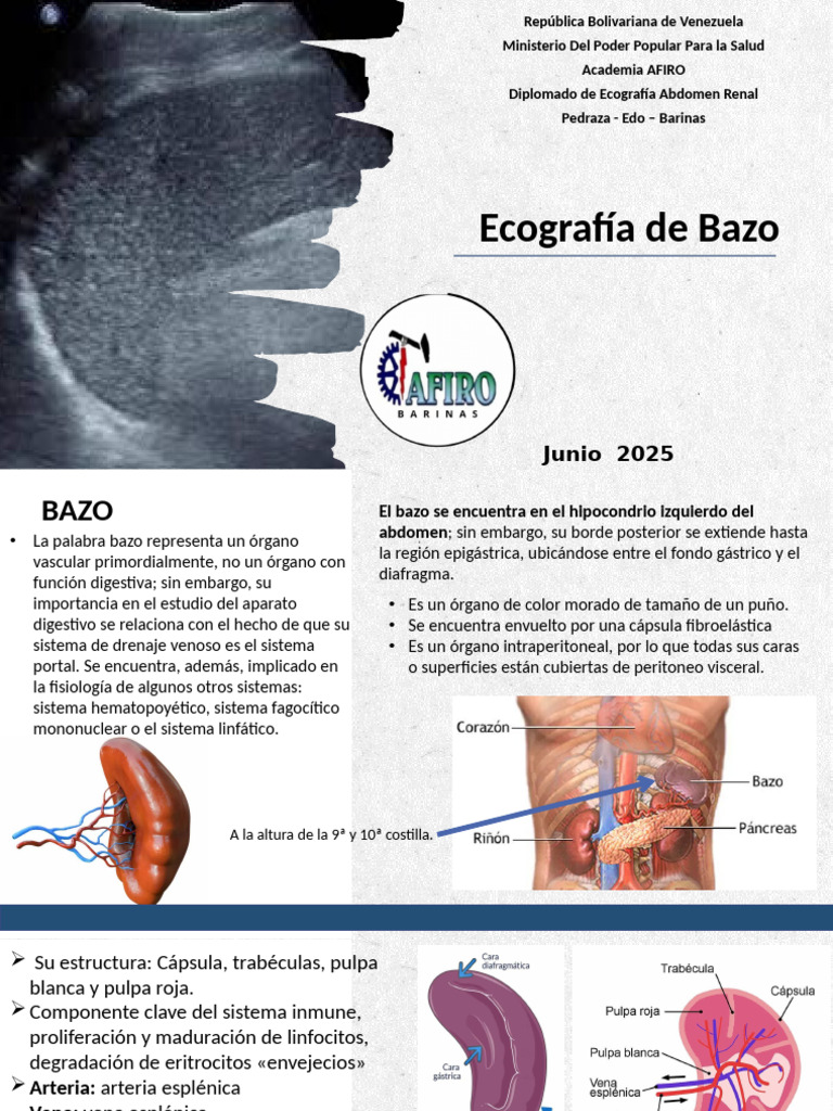 Ecografía de Bazo | PDF | Bazo | Abdomen