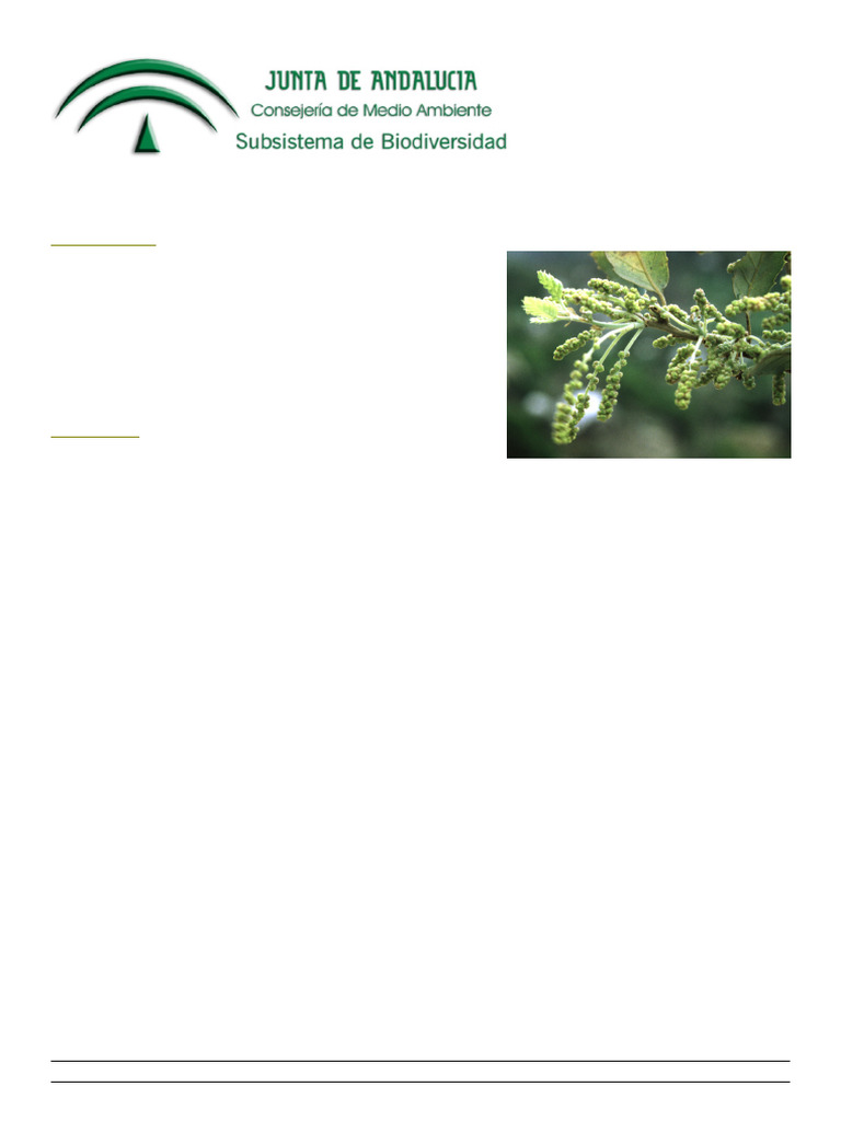 Alcornoque. Quercus Suber L.: Nomenclatura | PDF | Arboles
