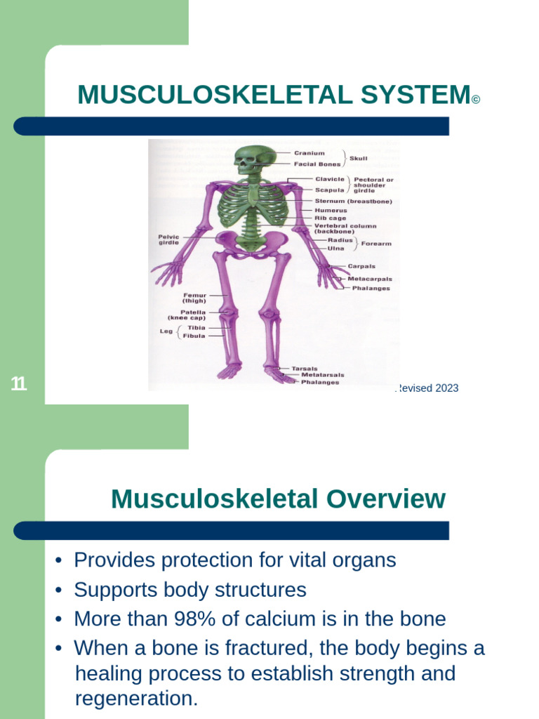 Musculoskeletal System 2023FINAL | PDF | Osteoporosis | Bone