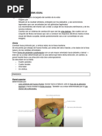Anatomía de la Región Ciliar | PDF | Fluido cerebroespinal | Sistema ...