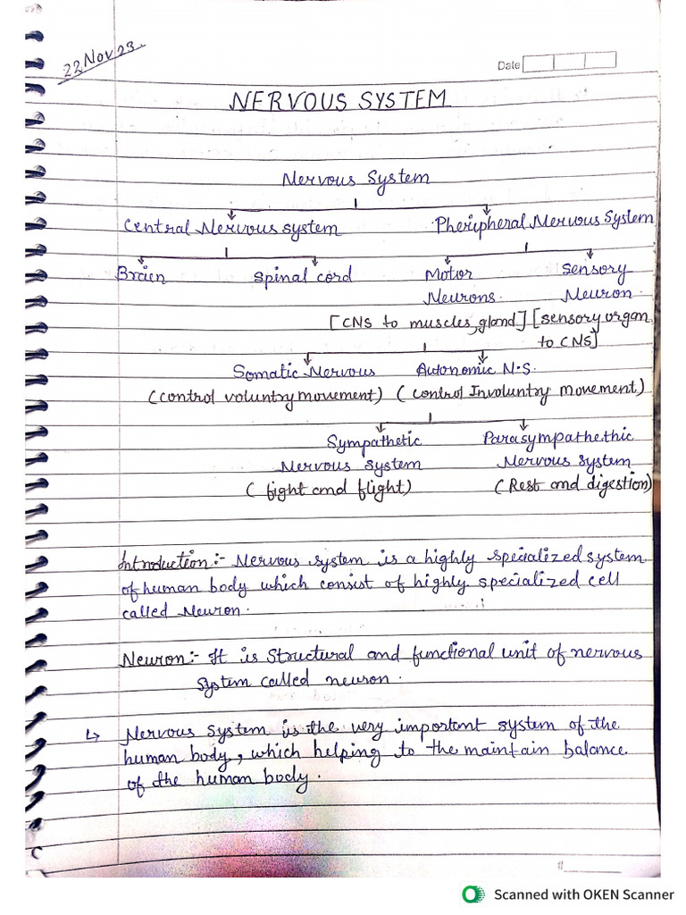 Nervous System | PDF