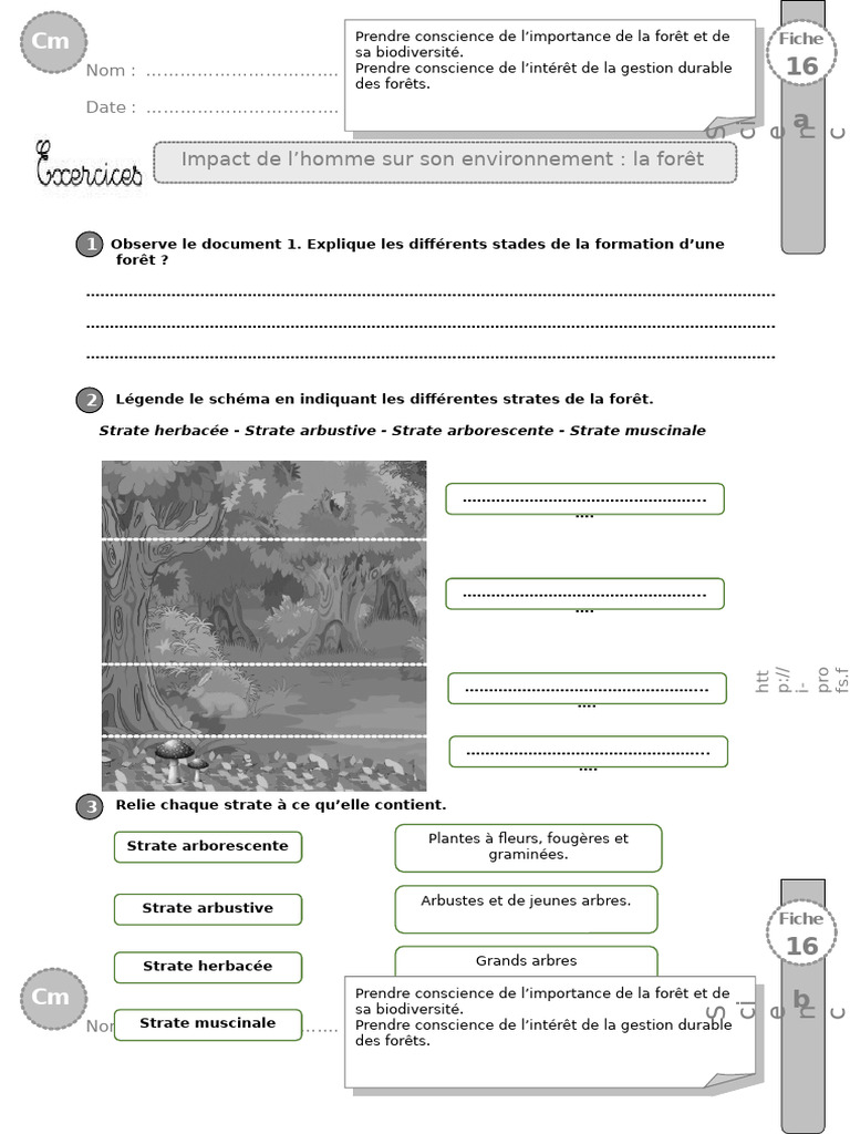 Exposé sur la forêt pour CM2 | PDF | Déforestation | Forêt