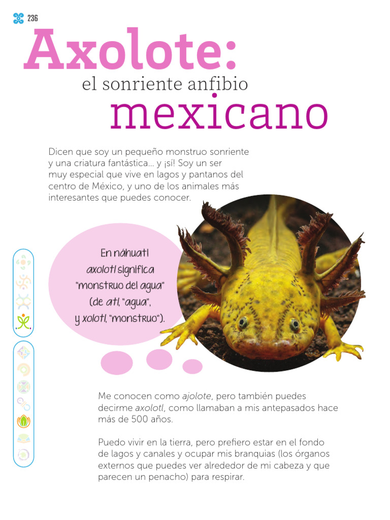 Ajolote: El anfibio mexicano sonriente | PDF | Zoología