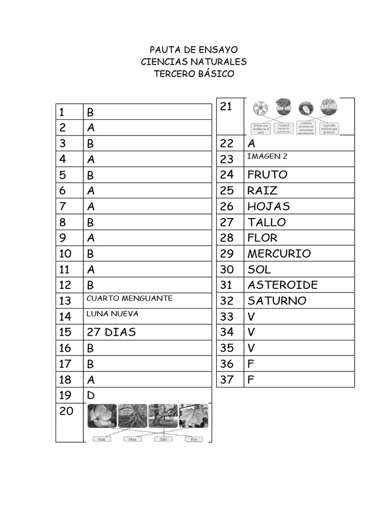 Pauta de Ensayo | PDF