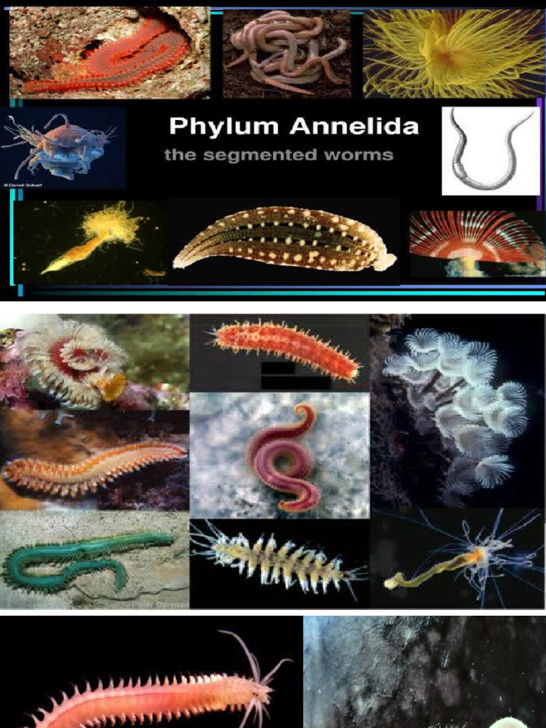 Phylum Annelida | PDF