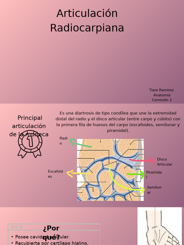Articulación Radiocarpiana | PDF | Articulación | Extremidades (anatomía)