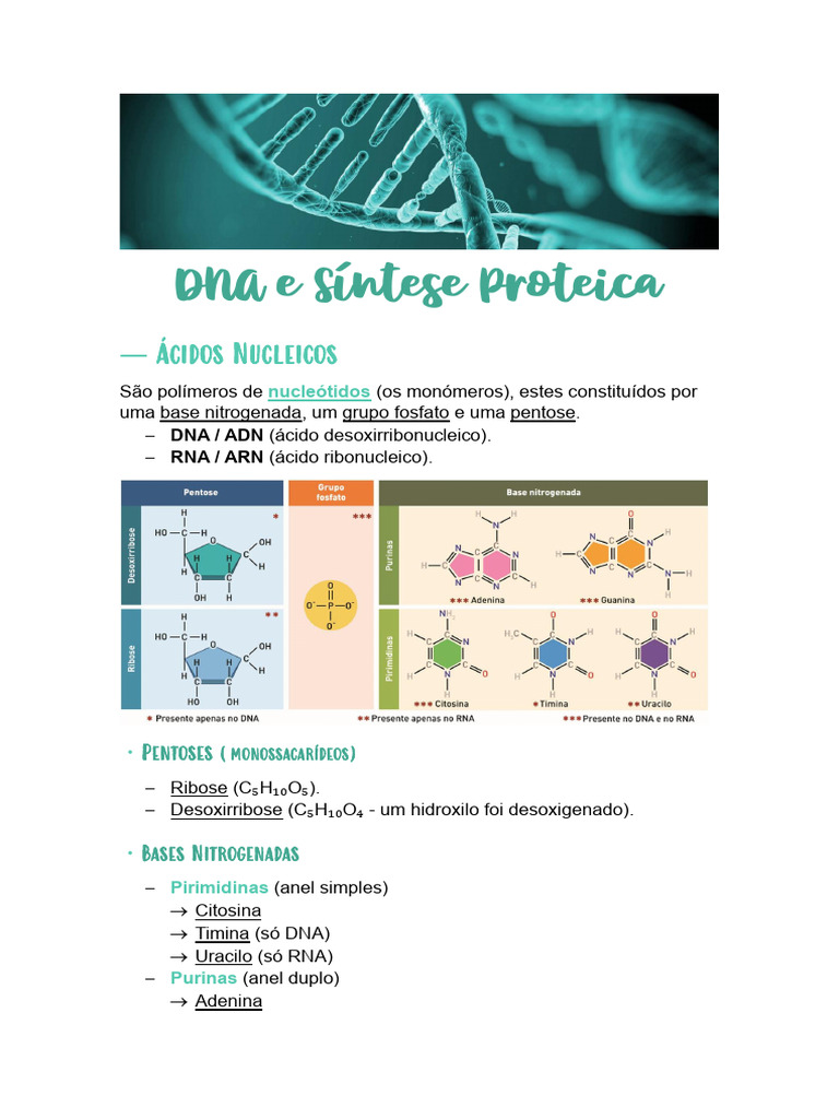 Estrutura e Função do DNA e RNA | PDF | Mutação | Tradução (Biologia)