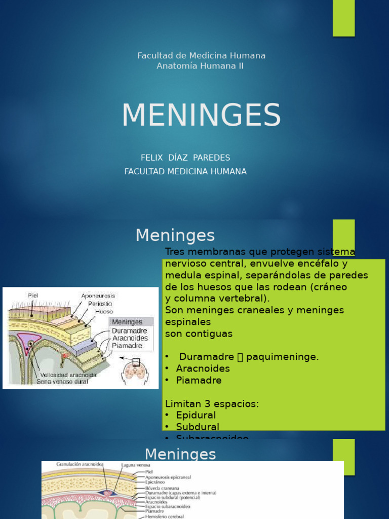 MENINGES | PDF | Fluido cerebroespinal | Sistema nervioso central