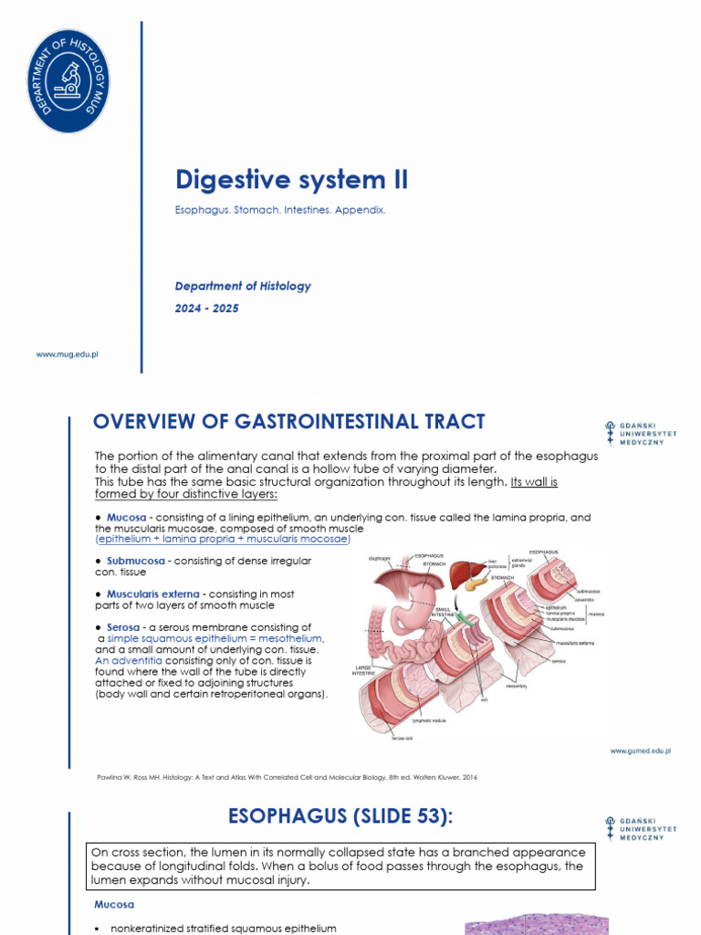 12 Digestive System II Esophagus. Stomach. Intestines. Appendix | PDF ...