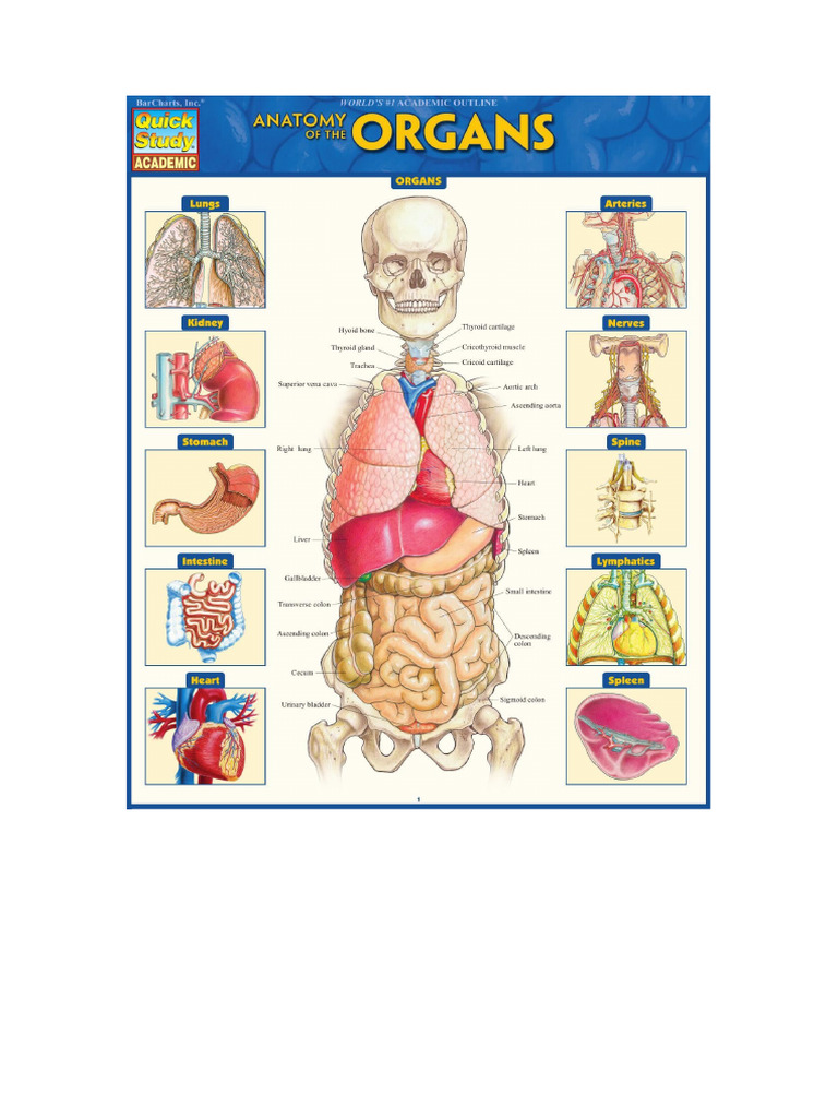 Anatomy Human | PDF
